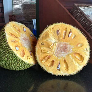 Buy Jackfruit Fruit trees - Delivered to your door! – Ross Creek Tropicals