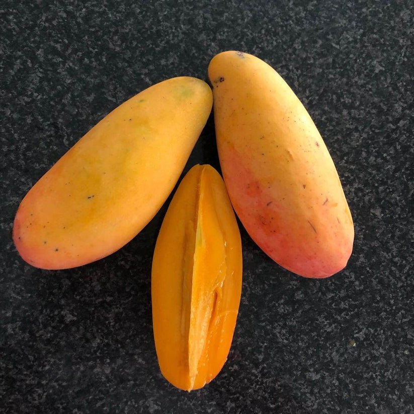 Buy Dwarf King Thai Mango Tree Online delivered to your door! – Ross ...