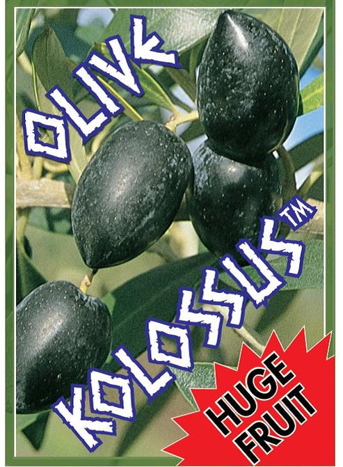 Buy Kolossus Kalamata Olive trees online – Ross Creek Tropicals
