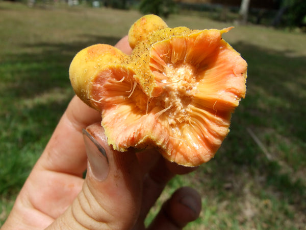 Buy Lakoocha - Monkey Jack Tree, delivered to your door! – Ross Creek ...