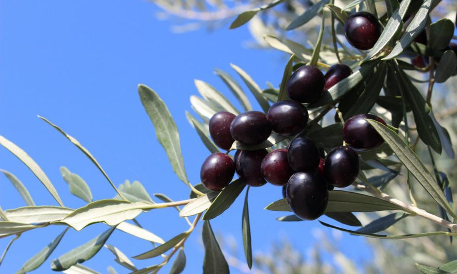 Buy Olive Fruit trees - Delivered to your door! – Ross Creek Tropicals