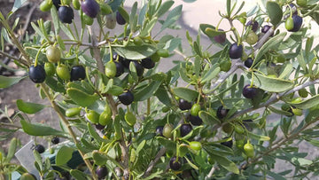 Buy Australian Native Fruit trees - Delivered to your door! – Ross ...