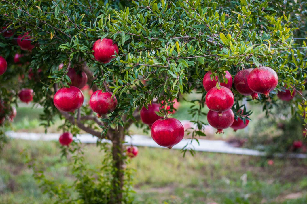 Buy Pomegranate Fruit trees - Delivered to your door! – Ross Creek ...