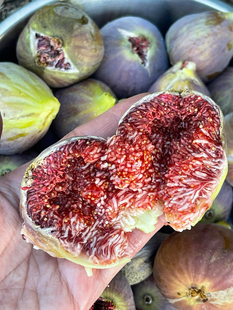 Buy Fig Fruit trees - Delivered to your door! – Ross Creek Tropicals