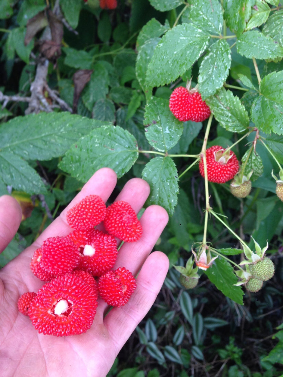 Buy Australian Native Fruit trees - Delivered to your door! – Ross ...