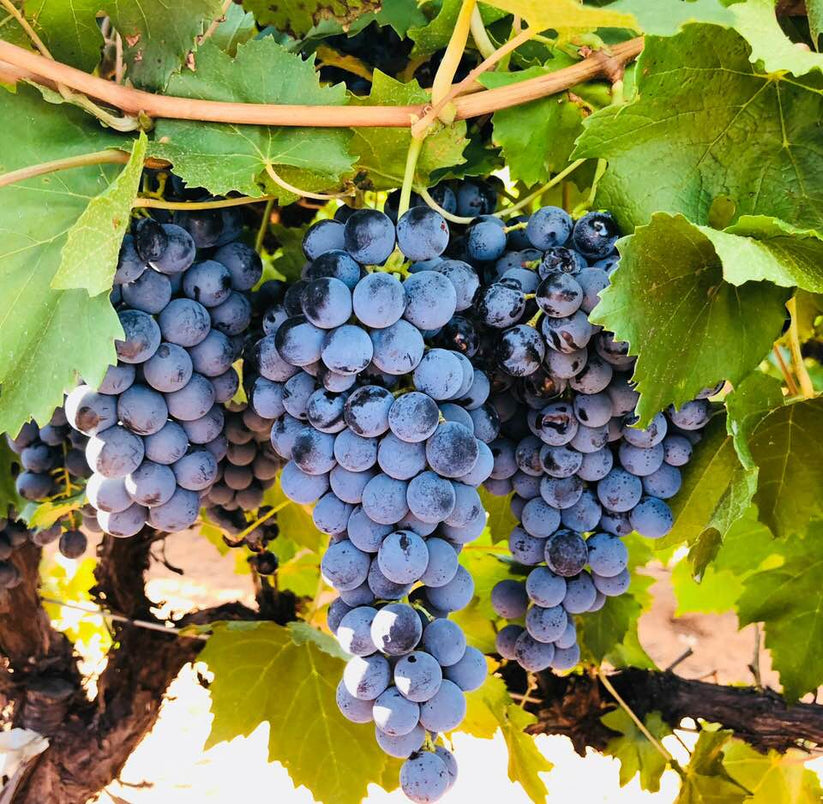 Buy Grape vine Chambourcin perfect for SEQLD – Ross Creek Tropicals