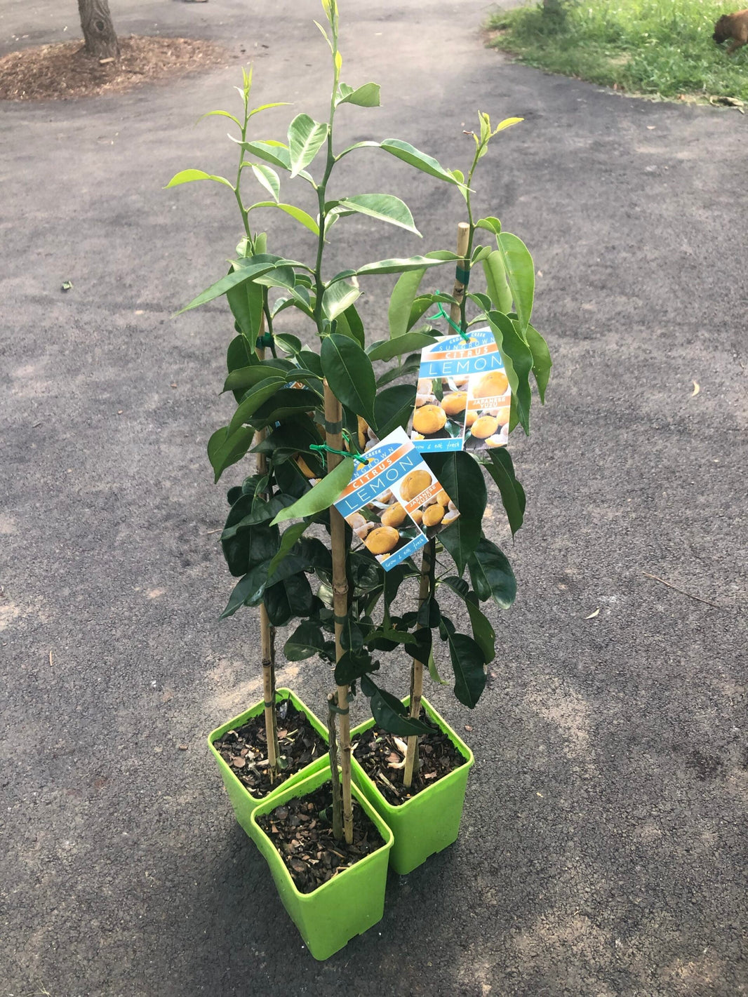 Buy Lemon Fruit trees - Delivered to your door! – Ross Creek Tropicals