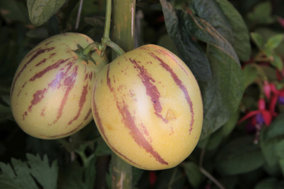 Buy Pepino plant online Pepino - Gold – Ross Creek Tropicals