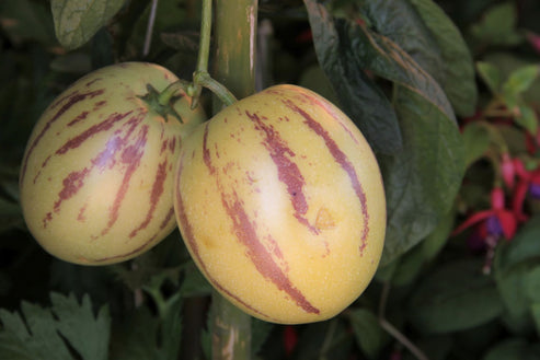 Buy Pepino plant online Pepino - Gold – Ross Creek Tropicals