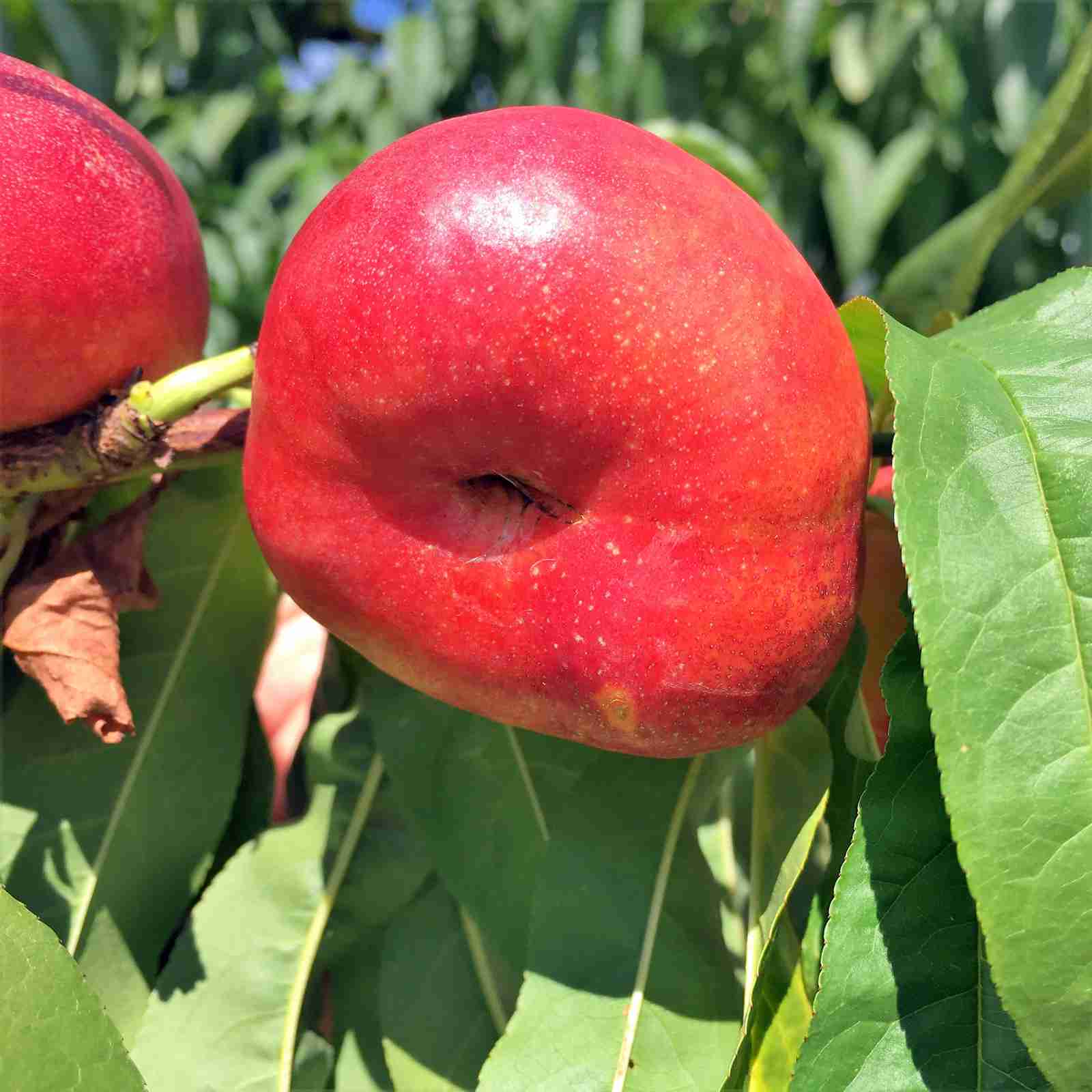 Dwarf Nectarine Flat- Tango's – Ross Creek Tropicals