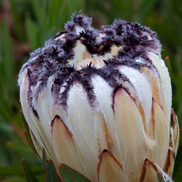 Buy Cream Mink Protea online – Ross Creek Tropicals