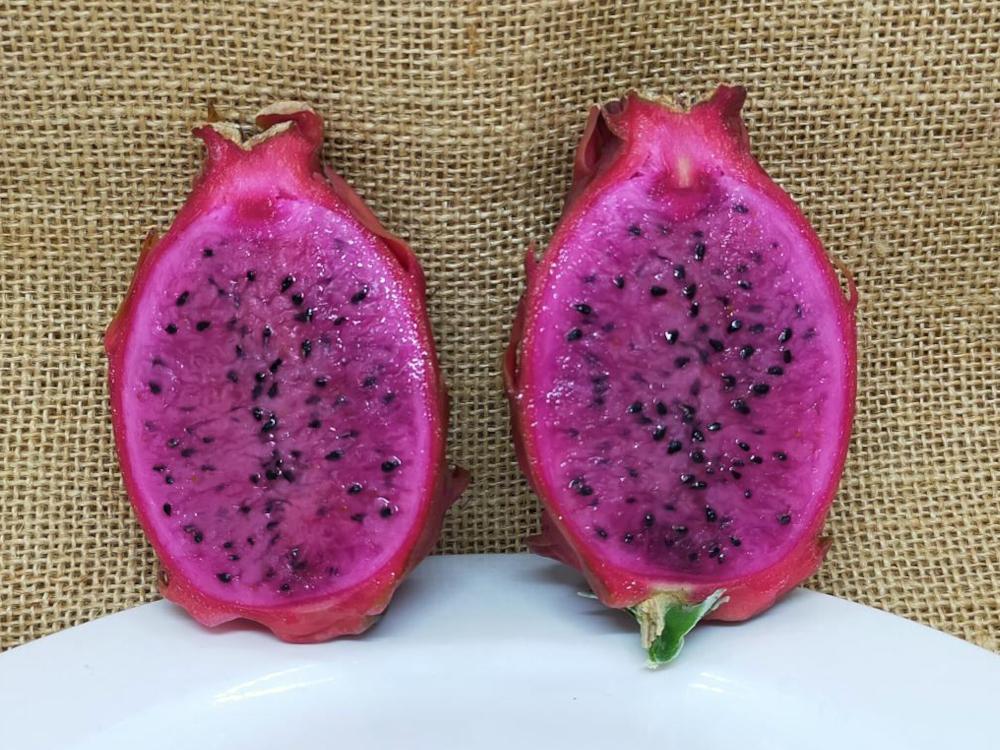 Buy Purple Megalanthus Dragon fruit plant online in Australia. – Ross ...