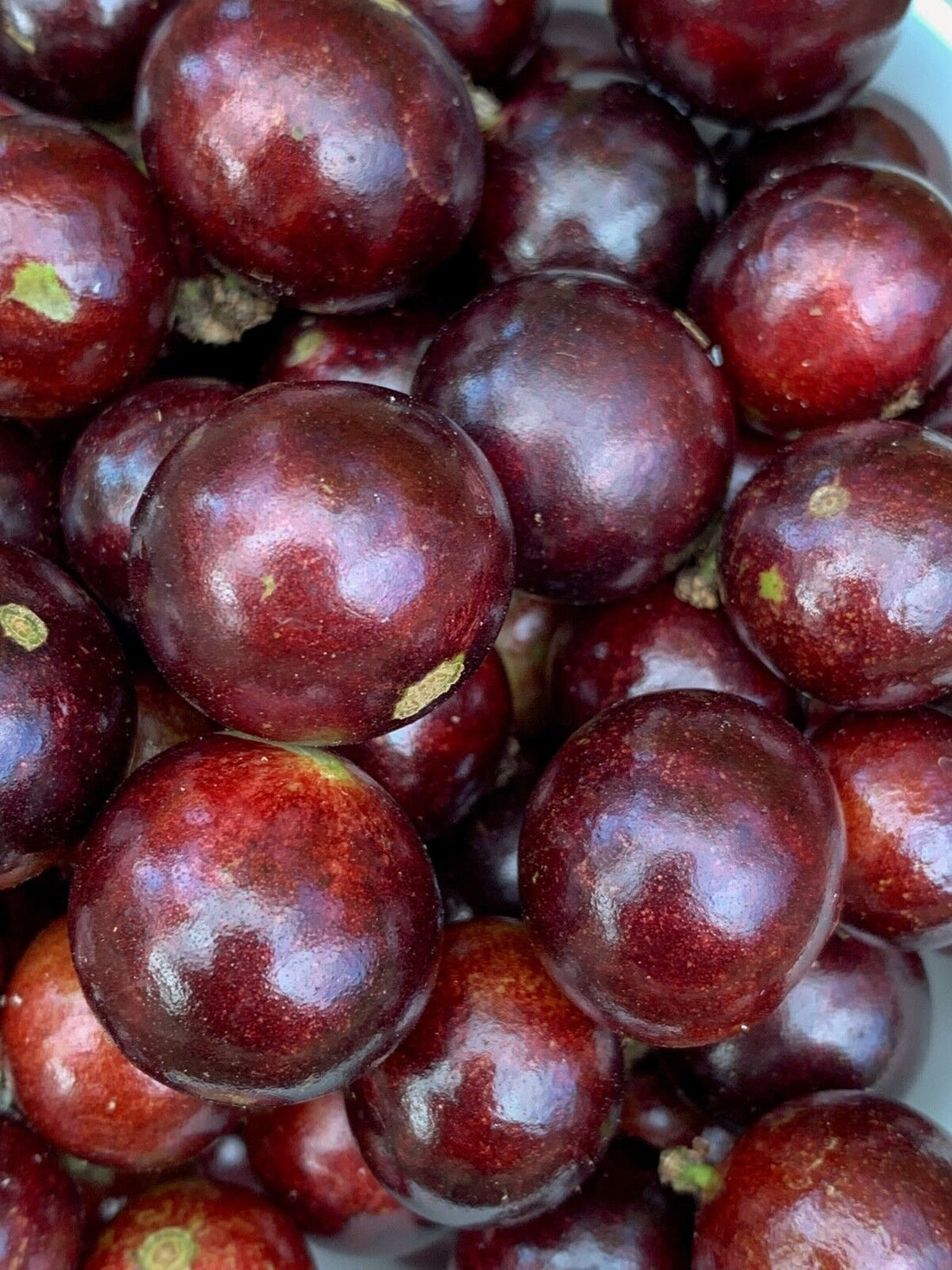 Buy Jaboticaba tree - Red Hybrid – Ross Creek Tropicals