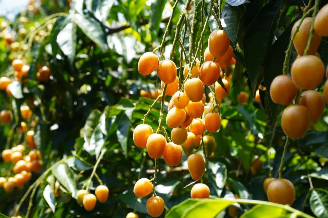 Buy grafted Wampi / Wampee fruit tree - Delivered to your door – Ross ...