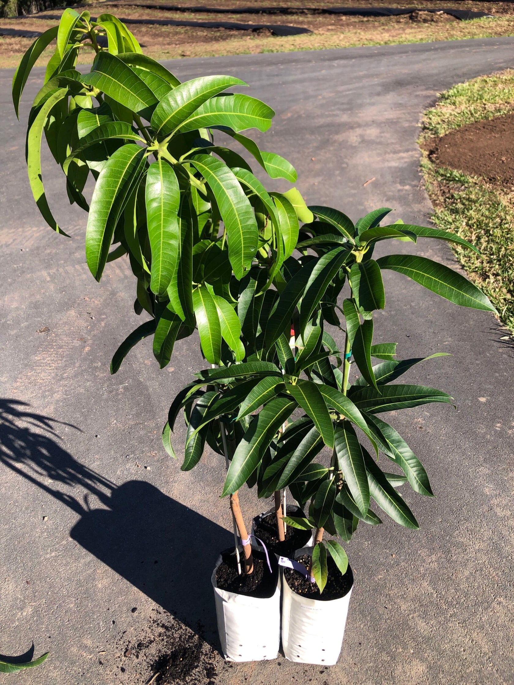 Mango Kent 5l – Ross Creek Tropicals