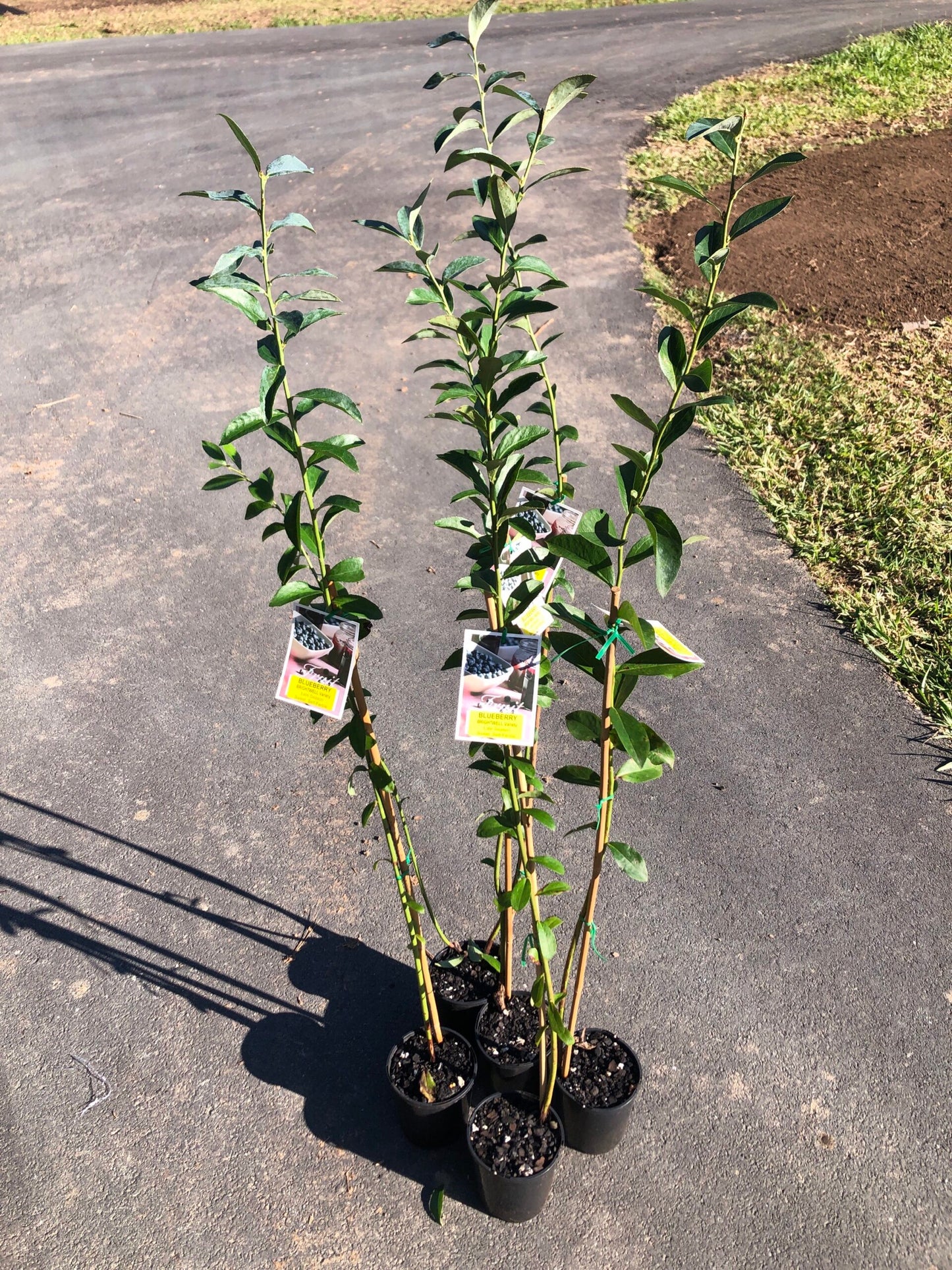 Blueberry Brightwell Advanced – Ross Creek Tropicals