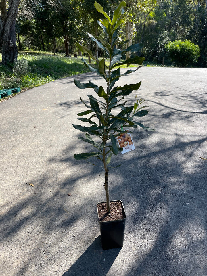Buy Macadamia Fruit trees - Delivered to your door! – Ross Creek Tropicals