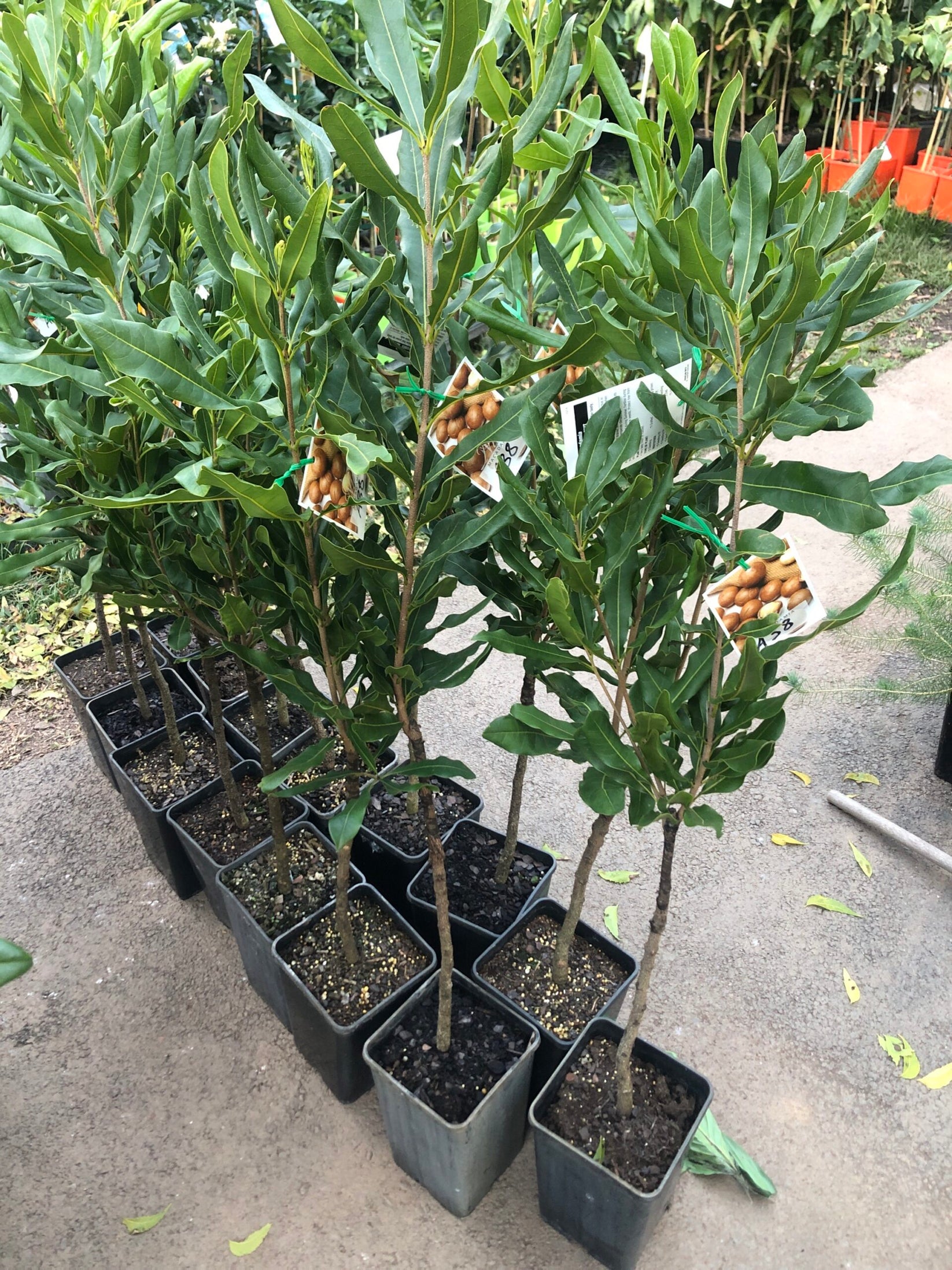 Macadamia - Grafted A38 – Ross Creek Tropicals