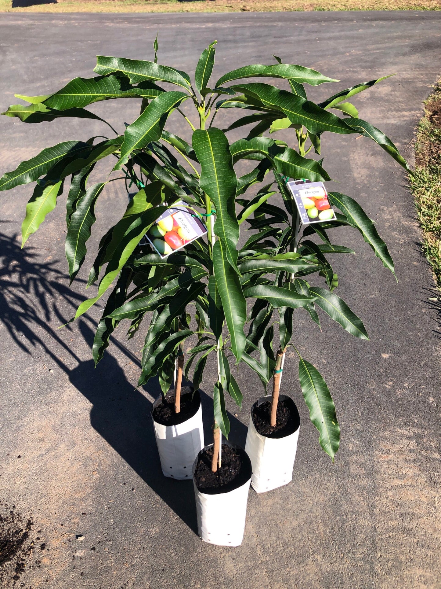 Mango- Florigon – Ross Creek Tropicals