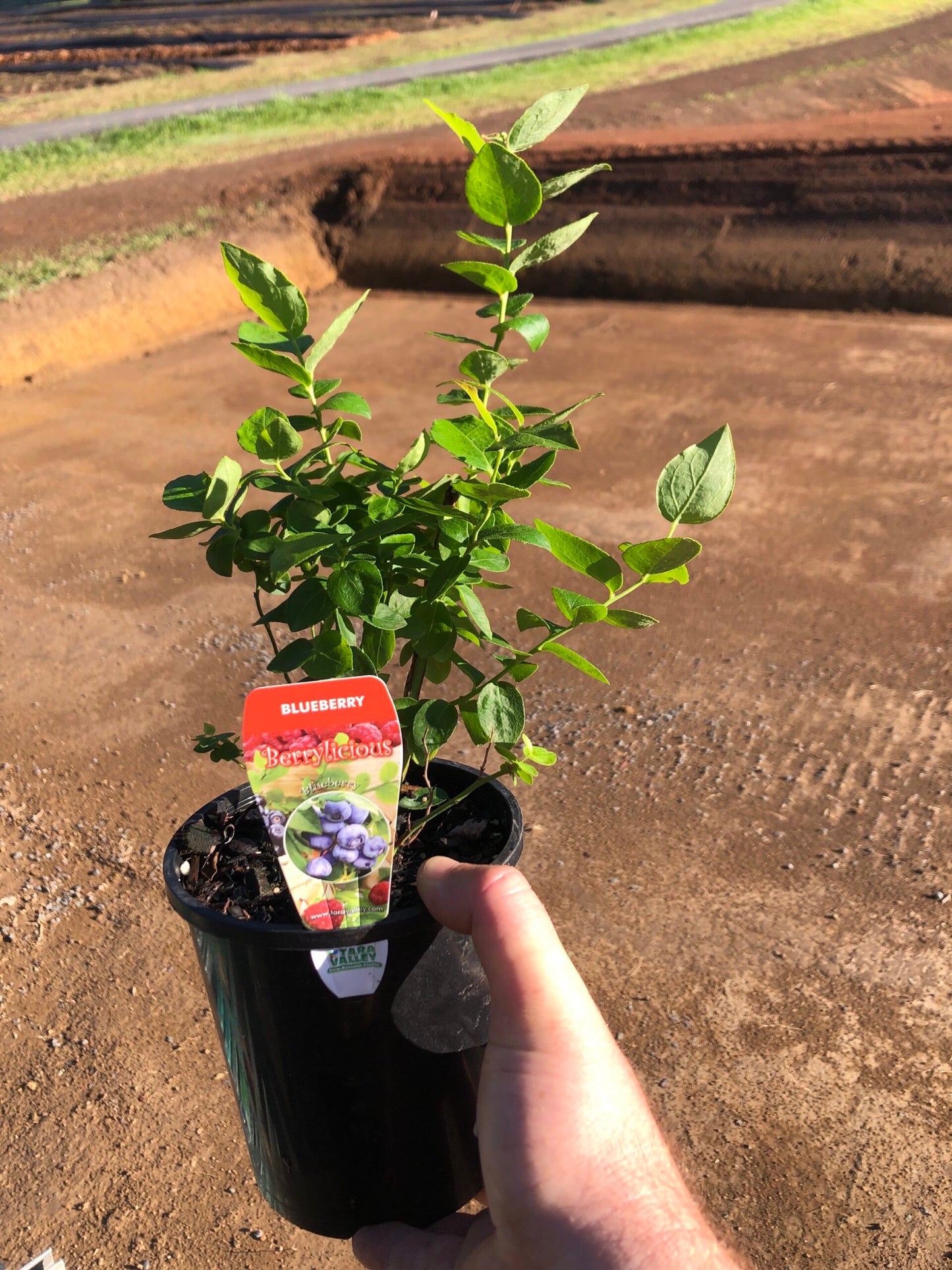 Blueberry - Biloxi – Ross Creek Tropicals
