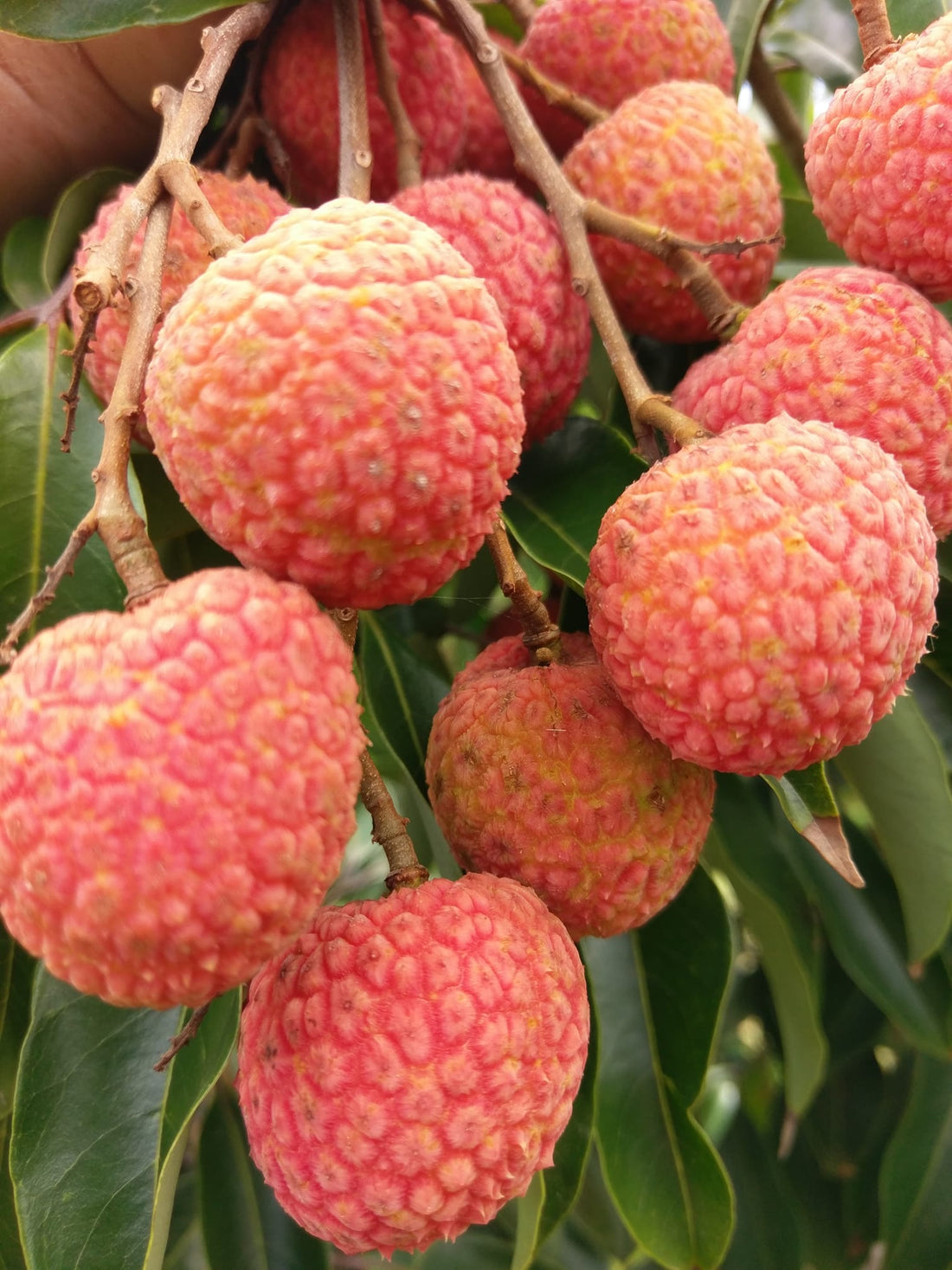 Lychee Baitaying – Ross Creek Tropicals