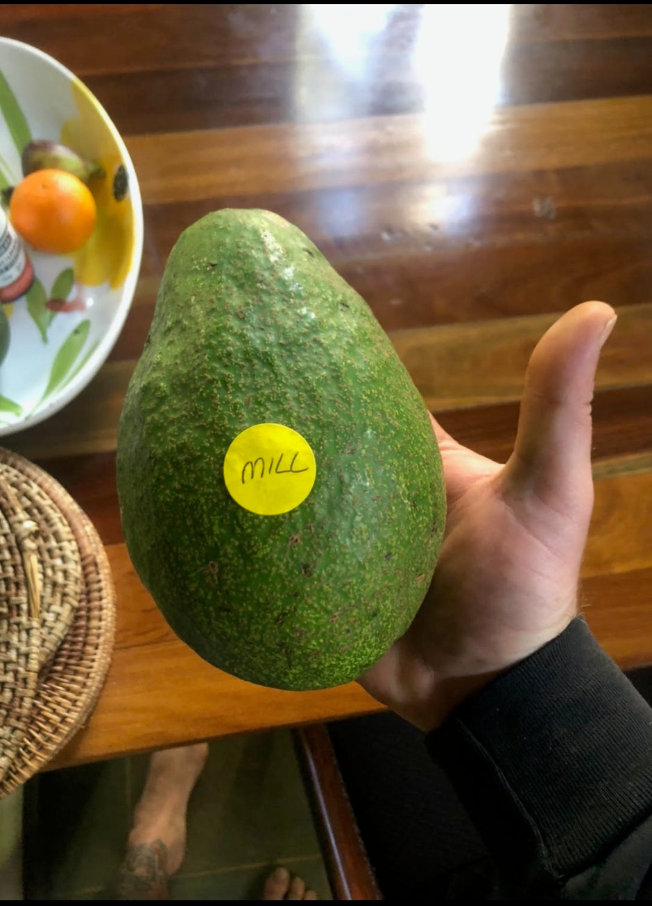 Buy Avocado Fruit trees - Delivered to your door! – Ross Creek Tropicals