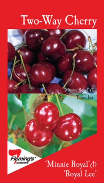 Buy Cherry Fruit trees- Low Chill - Delivered to your door! – Ross ...
