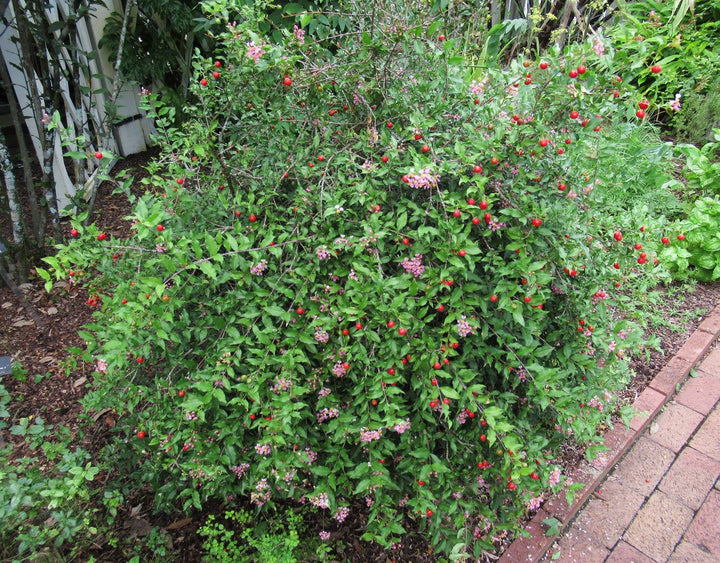 Buy Acerola Cherry Fruit trees - Delivered to your door! – Ross Creek ...