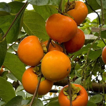 Buy Persimmon Fruit trees - Delivered to your door! – Ross Creek Tropicals