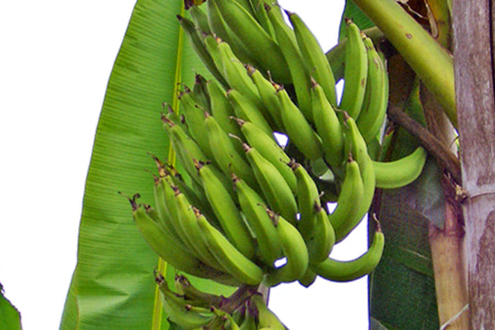 Banana - Horned Plantain - 5l (QLD ONLY) – Ross Creek Tropicals