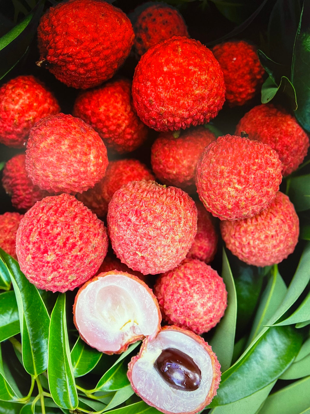Buy Lychee Fruit trees - Delivered to your door! – Ross Creek Tropicals