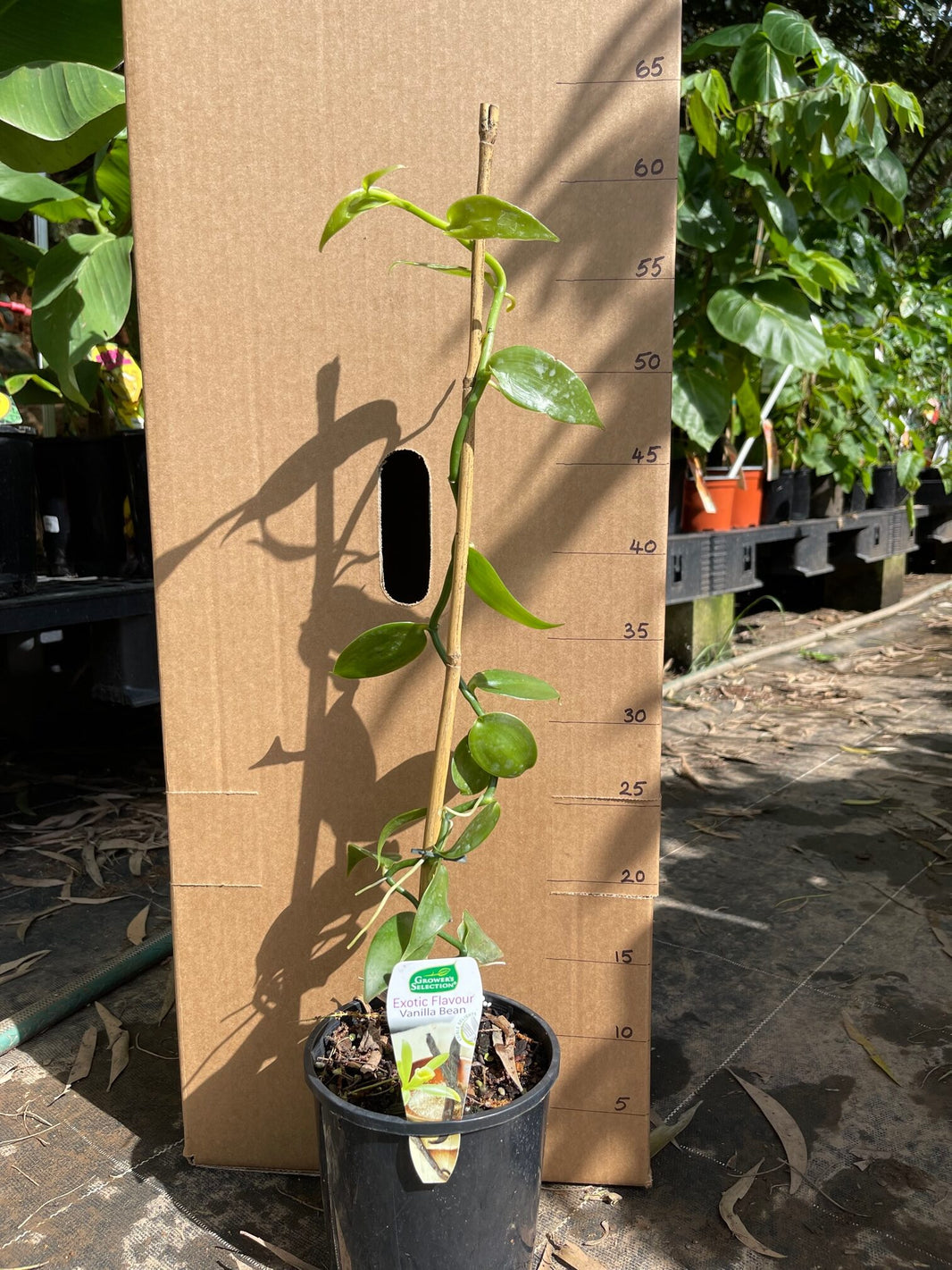 Buy Spice trees - Delivered to your door! – Ross Creek Tropicals