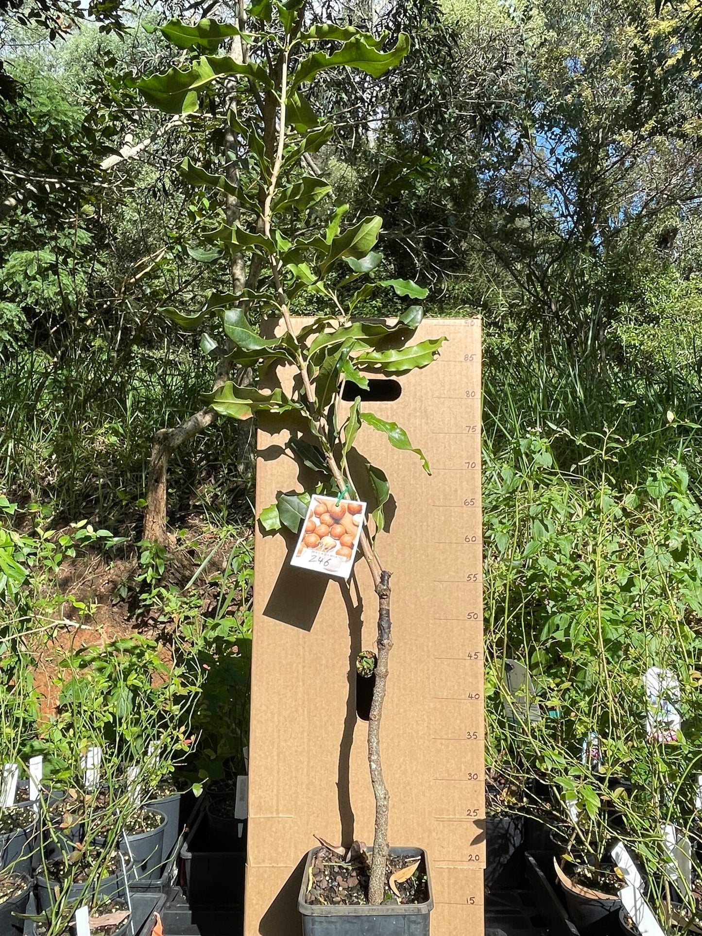 Macadamia - Grafted 246 / Keauhou 5l – Ross Creek Tropicals