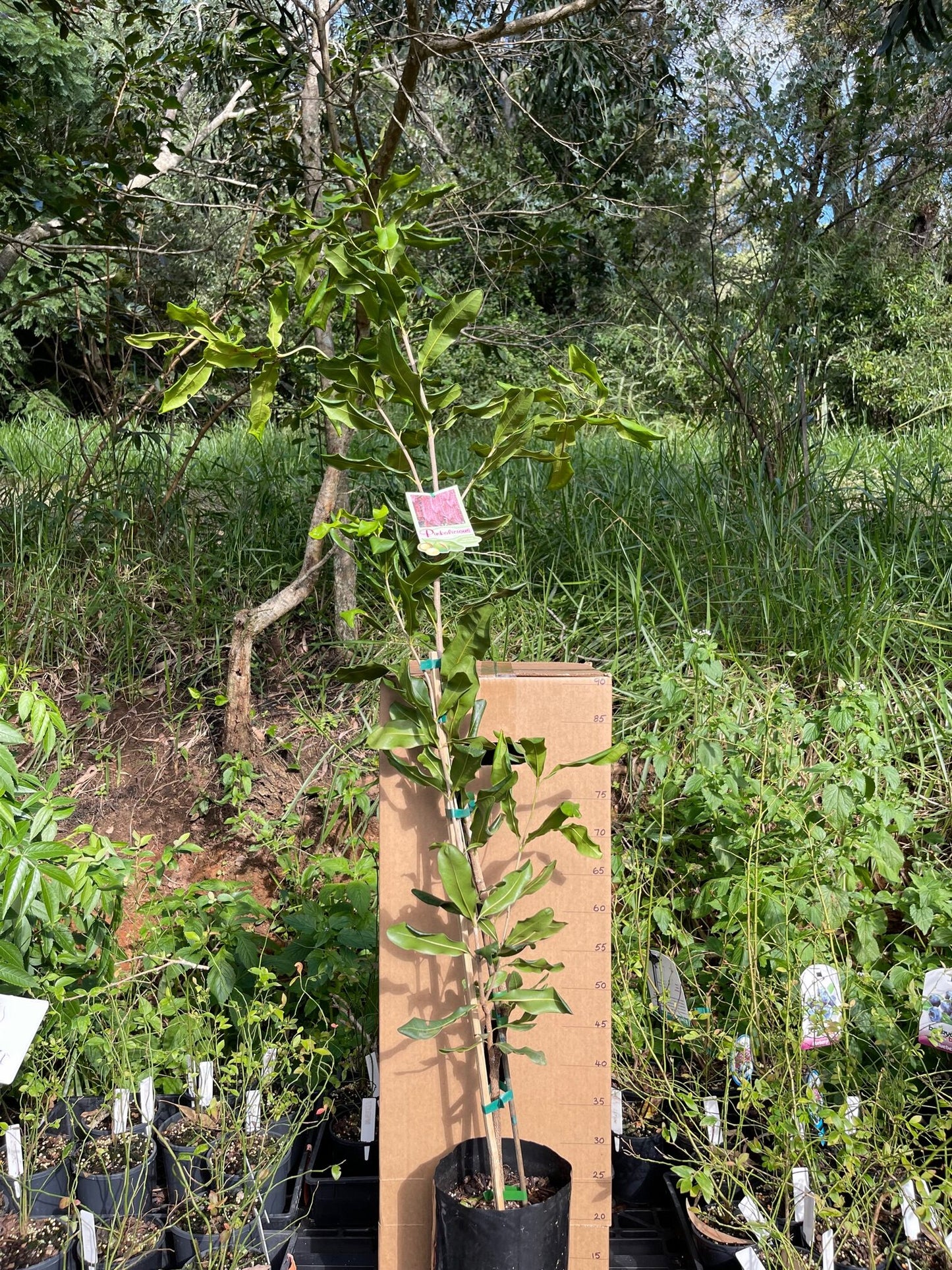 Macadamia - Pinkalicious – Ross Creek Tropicals