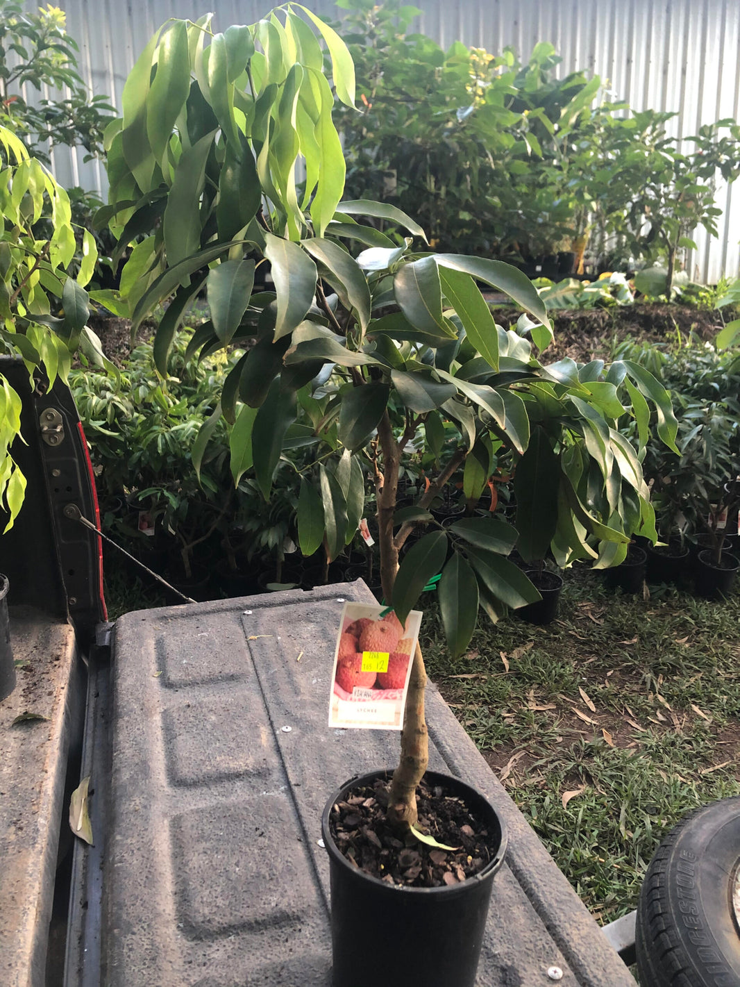 Buy Lychee Fruit trees - Delivered to your door! – Ross Creek Tropicals