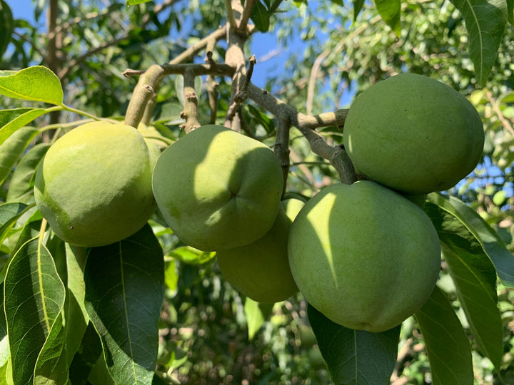 Buy White Sapote Trees - Delivered to your door ! – Ross Creek Tropicals