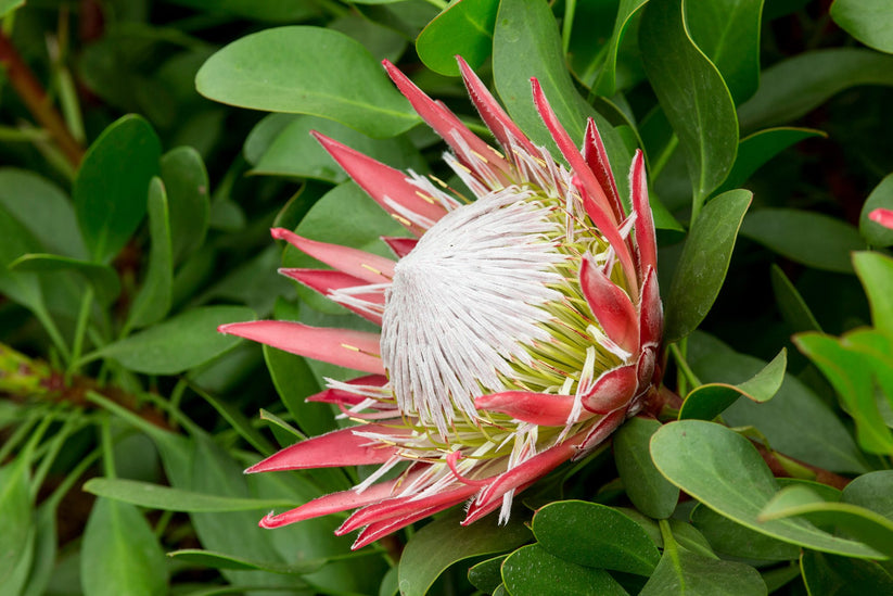 Protea - Little Prince – Ross Creek Tropicals