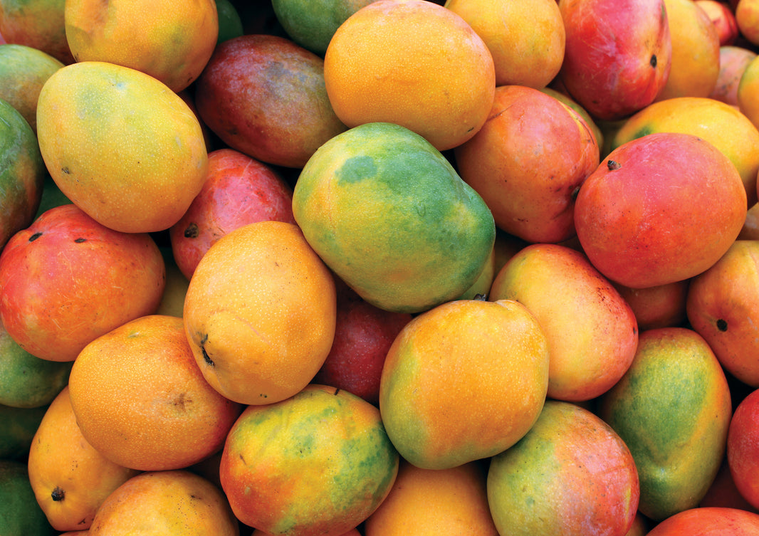 Buy Mango Trees online - Delivered to your door! – Ross Creek Tropicals