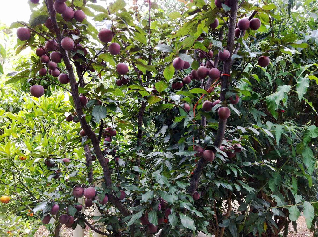Plum A-Okay™ Dwarf ( Bare Root ) – Ross Creek Tropicals