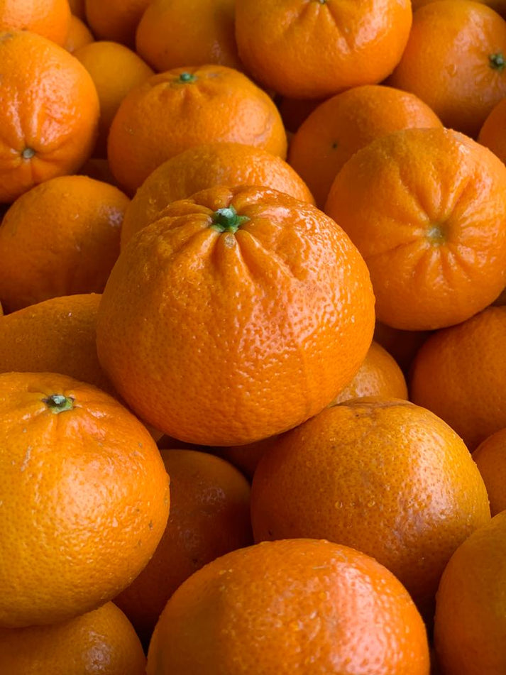 Mandarin - Afourer (Qld only) – Ross Creek Tropicals