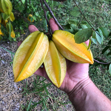 Buy Star Fruit trees - Delivered to your door! – Ross Creek Tropicals