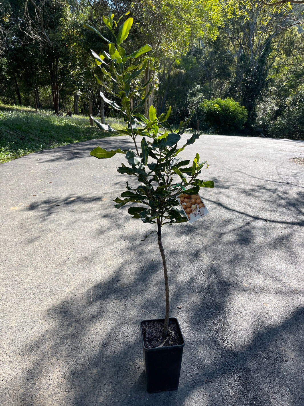 Buy Macadamia Fruit trees - Delivered to your door! – Ross Creek Tropicals