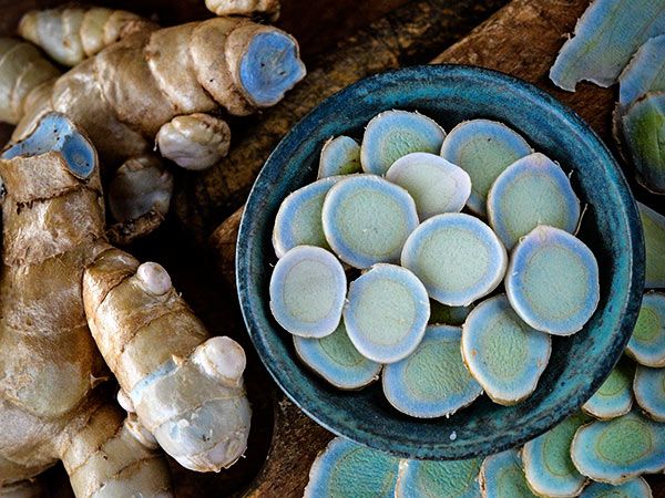 Blue Turmeric 90mm – Ross Creek Tropicals