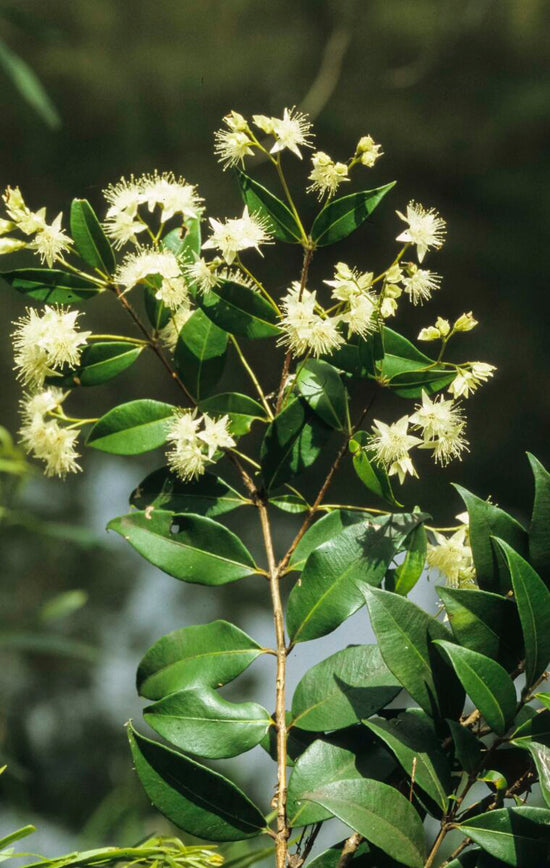 Cinnamon Myrtle – Ross Creek Tropicals