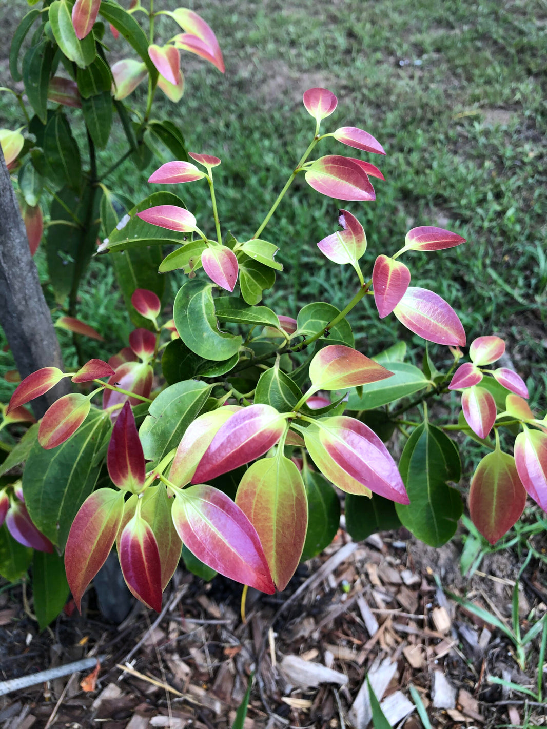 Buy Spice trees - Delivered to your door! – Ross Creek Tropicals