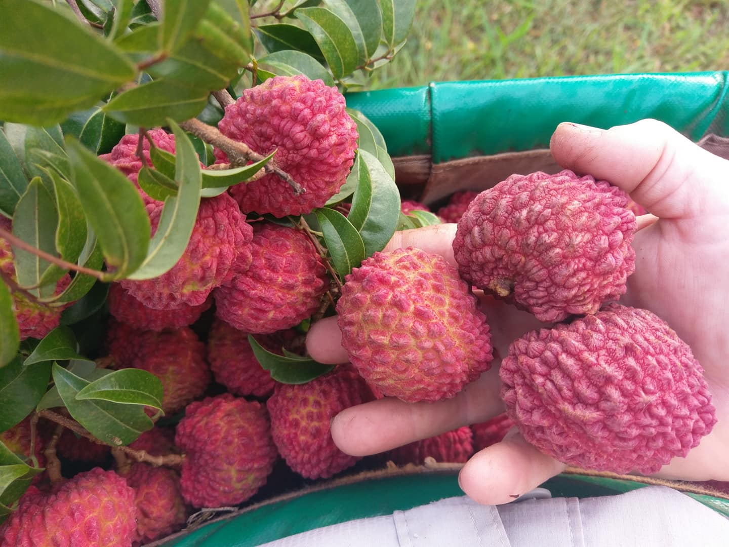 Lychee Erdon Lee – Ross Creek Tropicals
