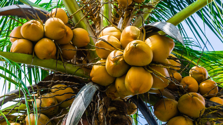 Buy Coconut Fruit trees - Delivered to your door! – Ross Creek Tropicals
