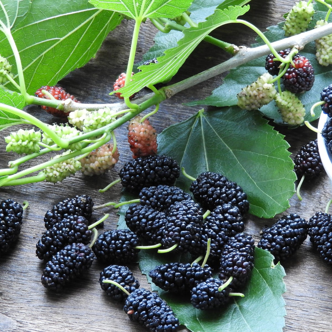 Buy Mulberry Fruit trees - Delivered to your door! – Ross Creek Tropicals