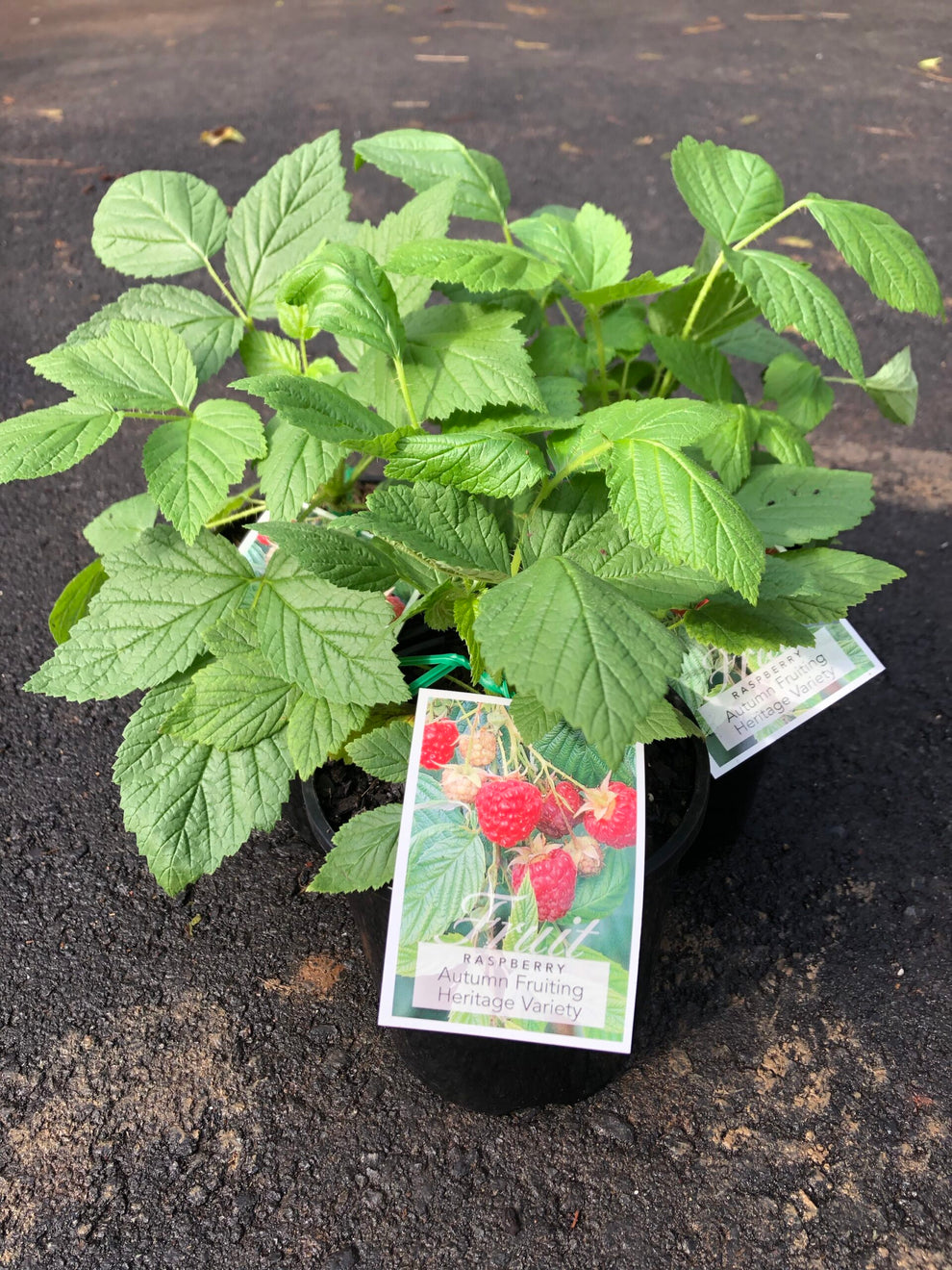 Raspberry - Heritage – Ross Creek Tropicals