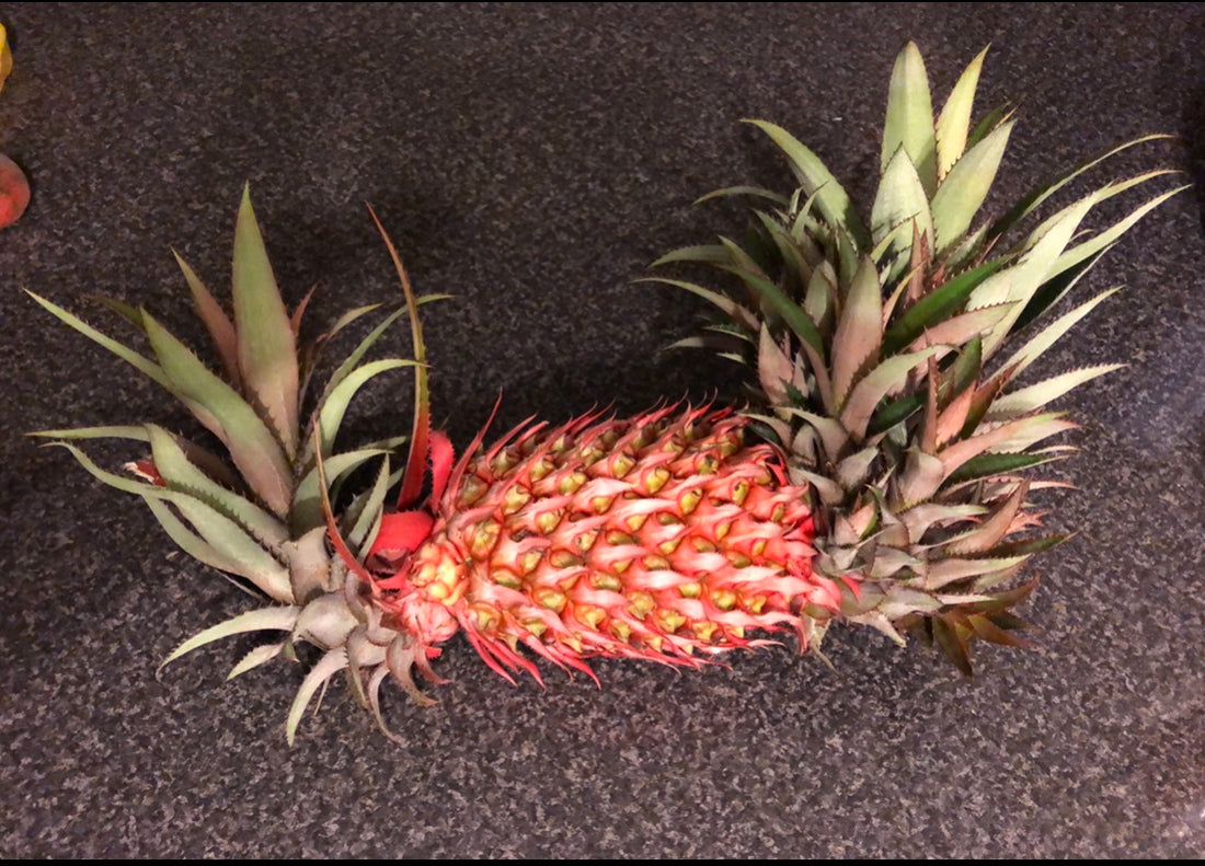 Pineapple - Red – Ross Creek Tropicals